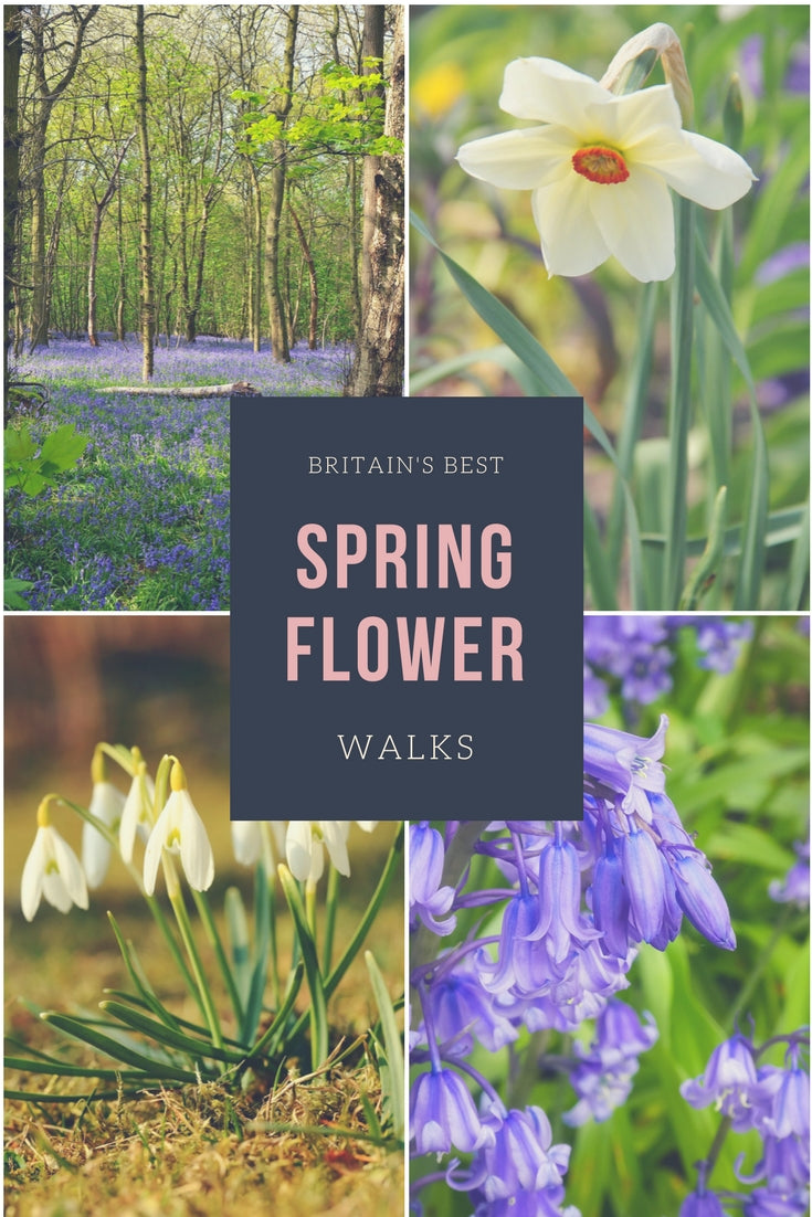 Britain's Best Spring Flower Walks: snowdrops, daffodils & bluebells ...