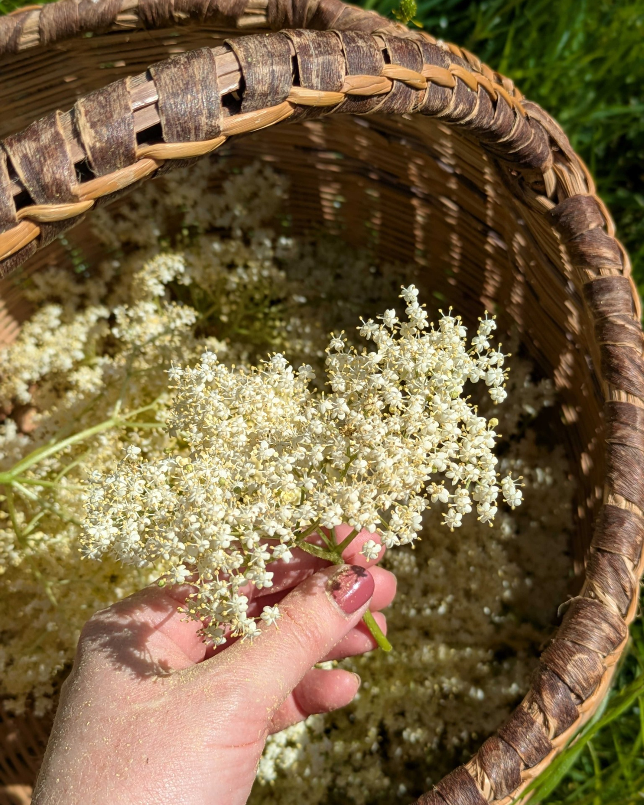 How to Make Elderflower Cordial: A Spring Foraging Tradition – The ...